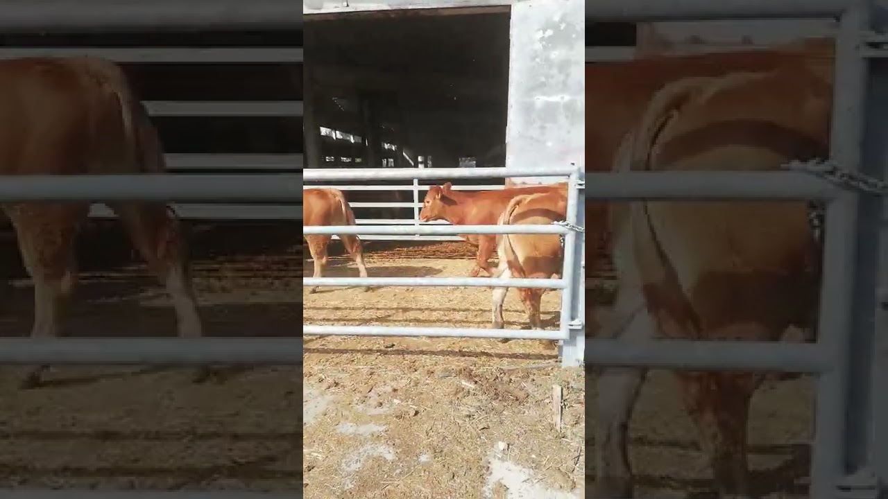 cow farm l #short - YouTube