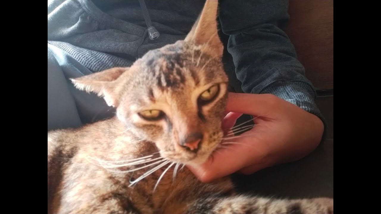 WAW.......FIRST TIME KUCING JAWA COBA CREAMY TREATS - YouTube