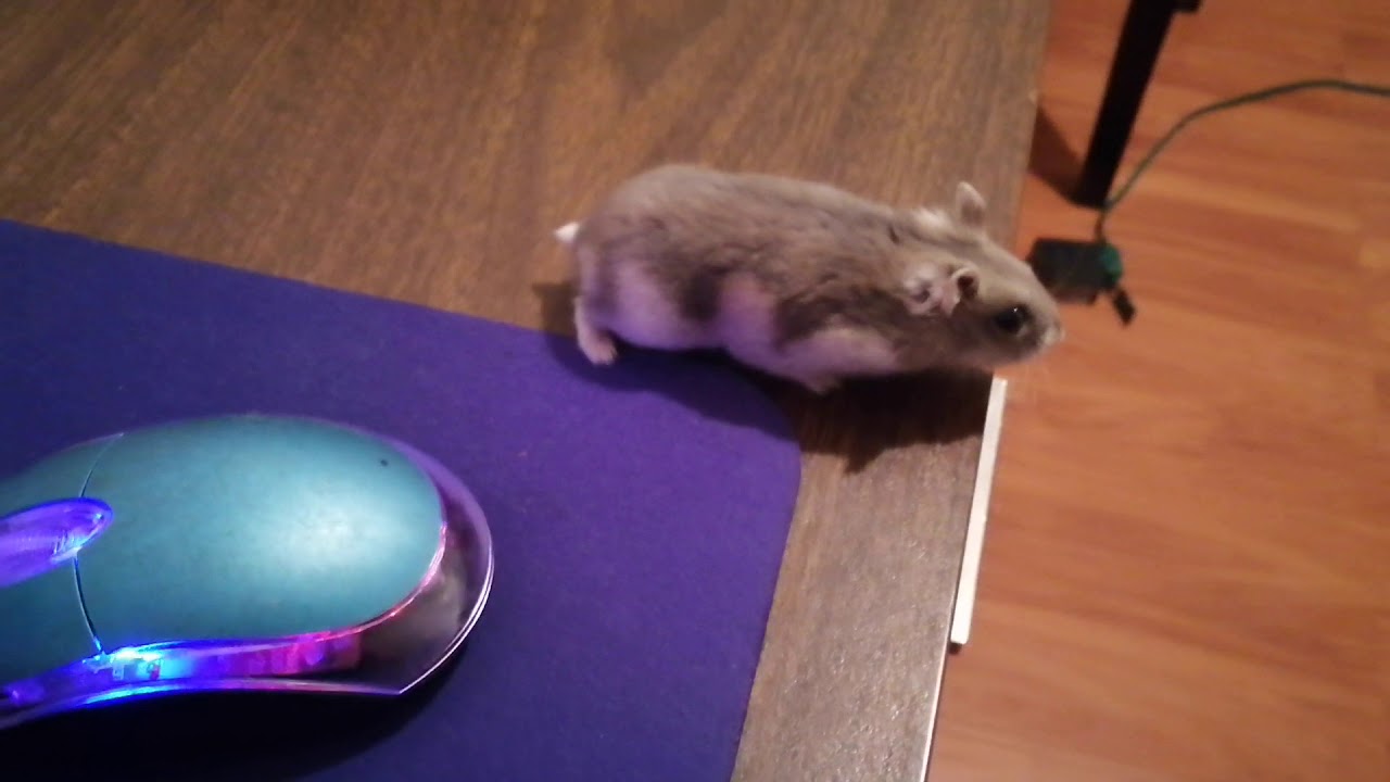 hamster on my work's desk - YouTube