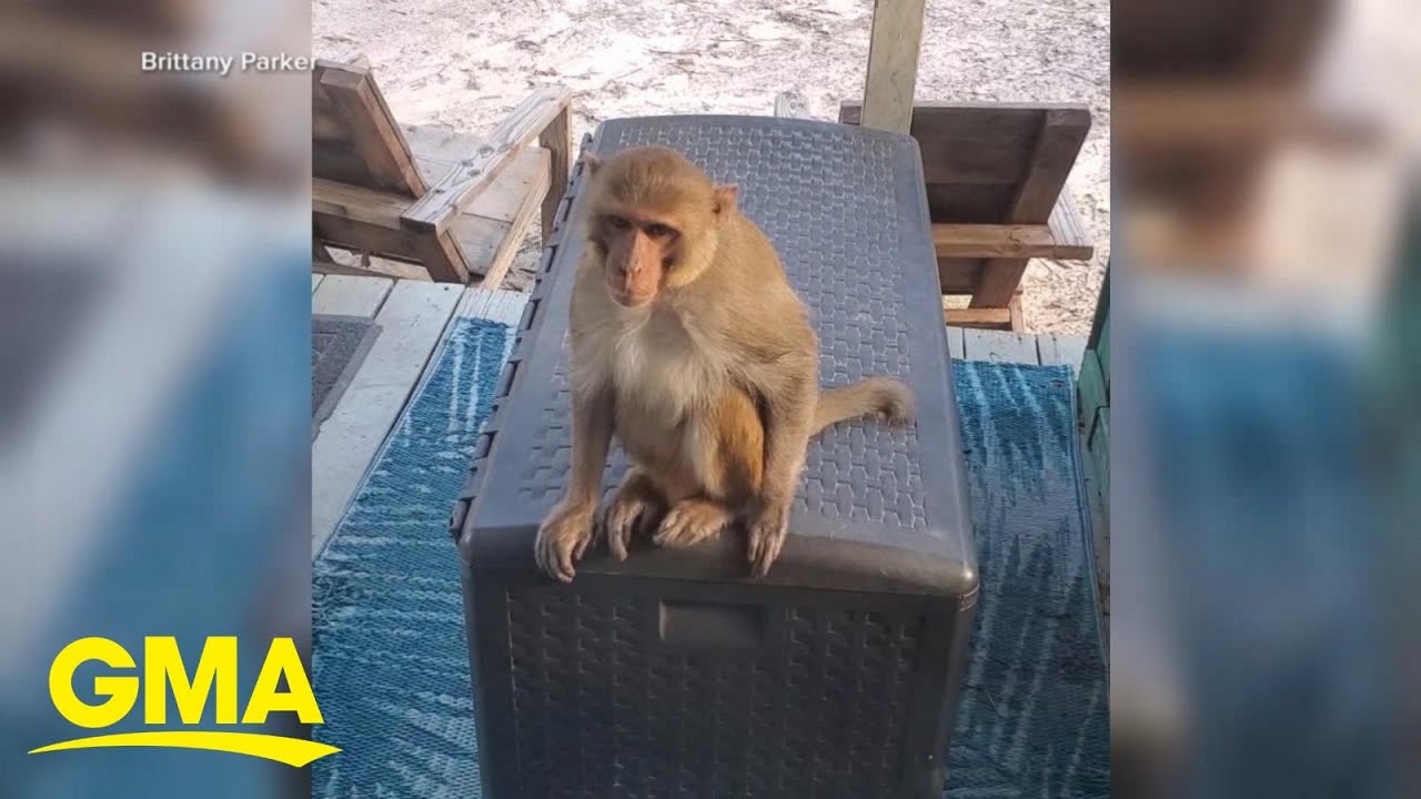 Escaped monkey injures woman in Oklahoma l GMA - YouTube