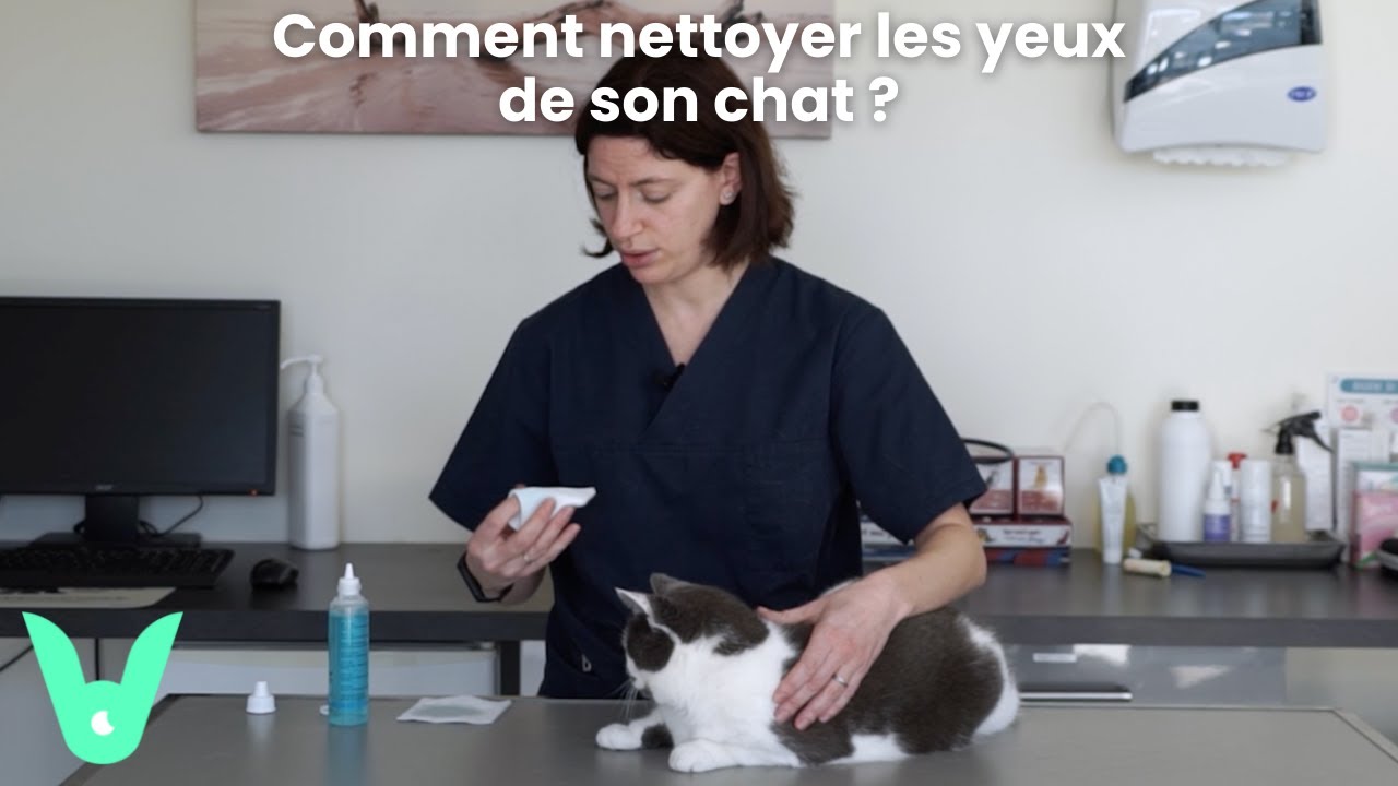 Vetapp - Comment nettoyer les yeux de son chat ? - YouTube