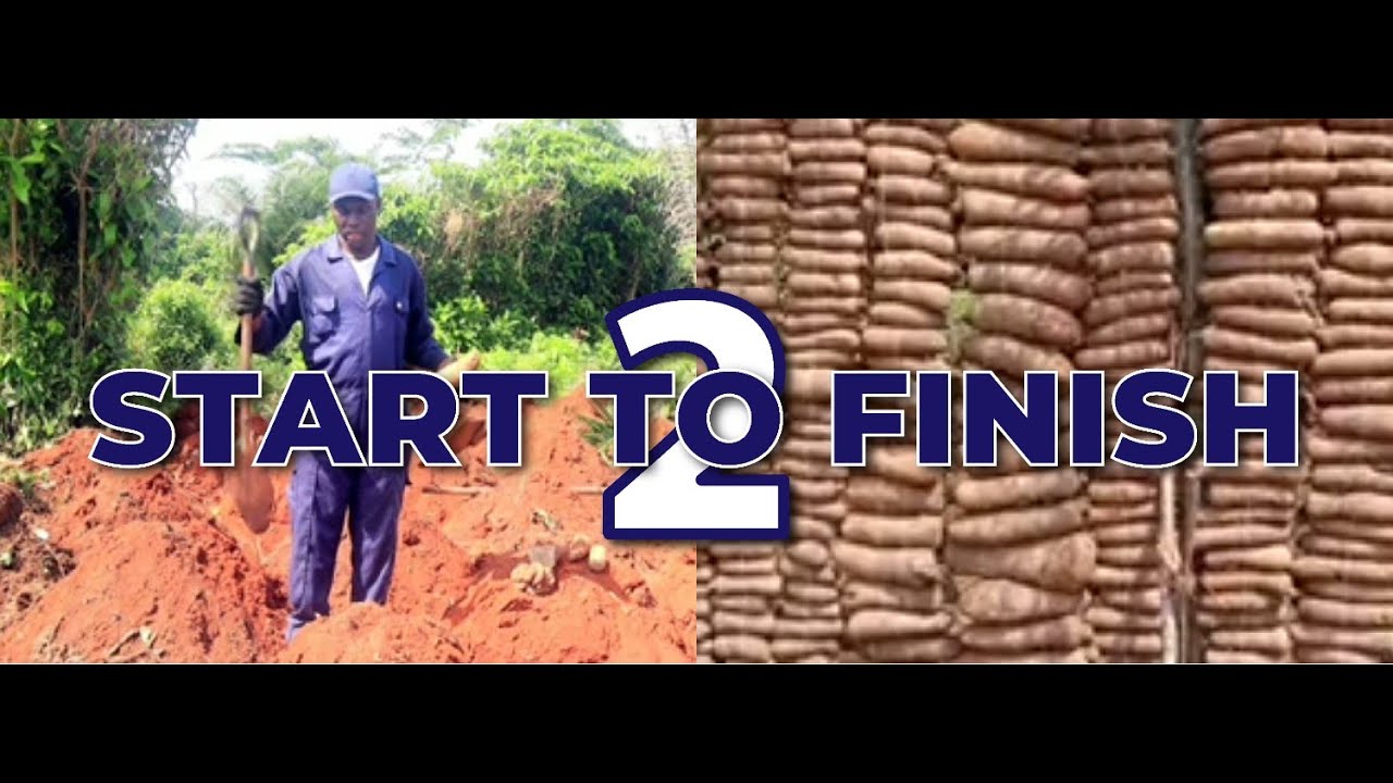 Commercial/Backyard Yam Farming: Step-by-step Guide||All-in-One ...