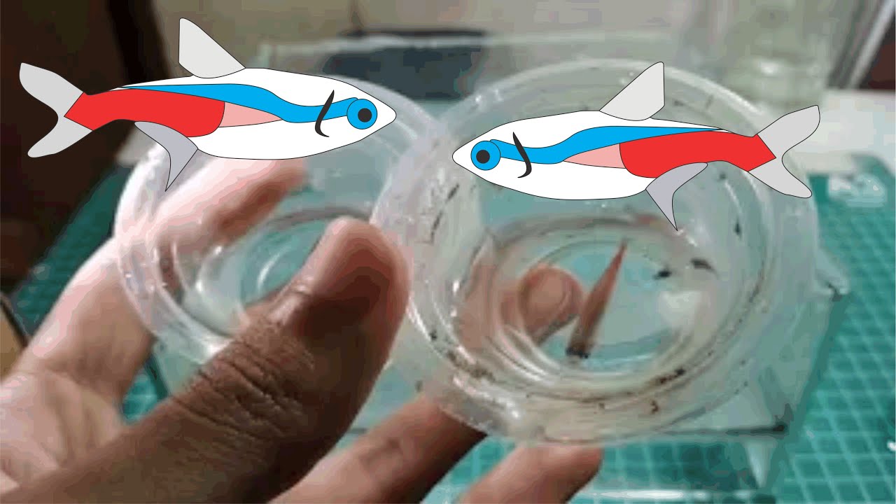 Breeding Neon tetra, easiest way getting the eggs »Aquarium Fish ...