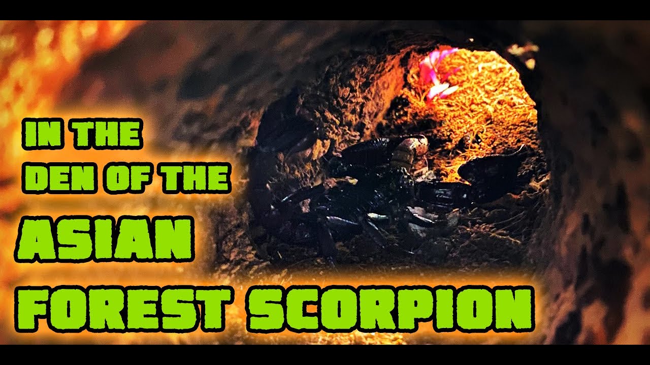Asian Forest Scorpion - Into the DEN!!! - YouTube