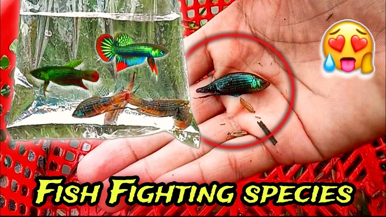 Beautiful fighting fish species found in mysterious pond😱💥 Thet ...