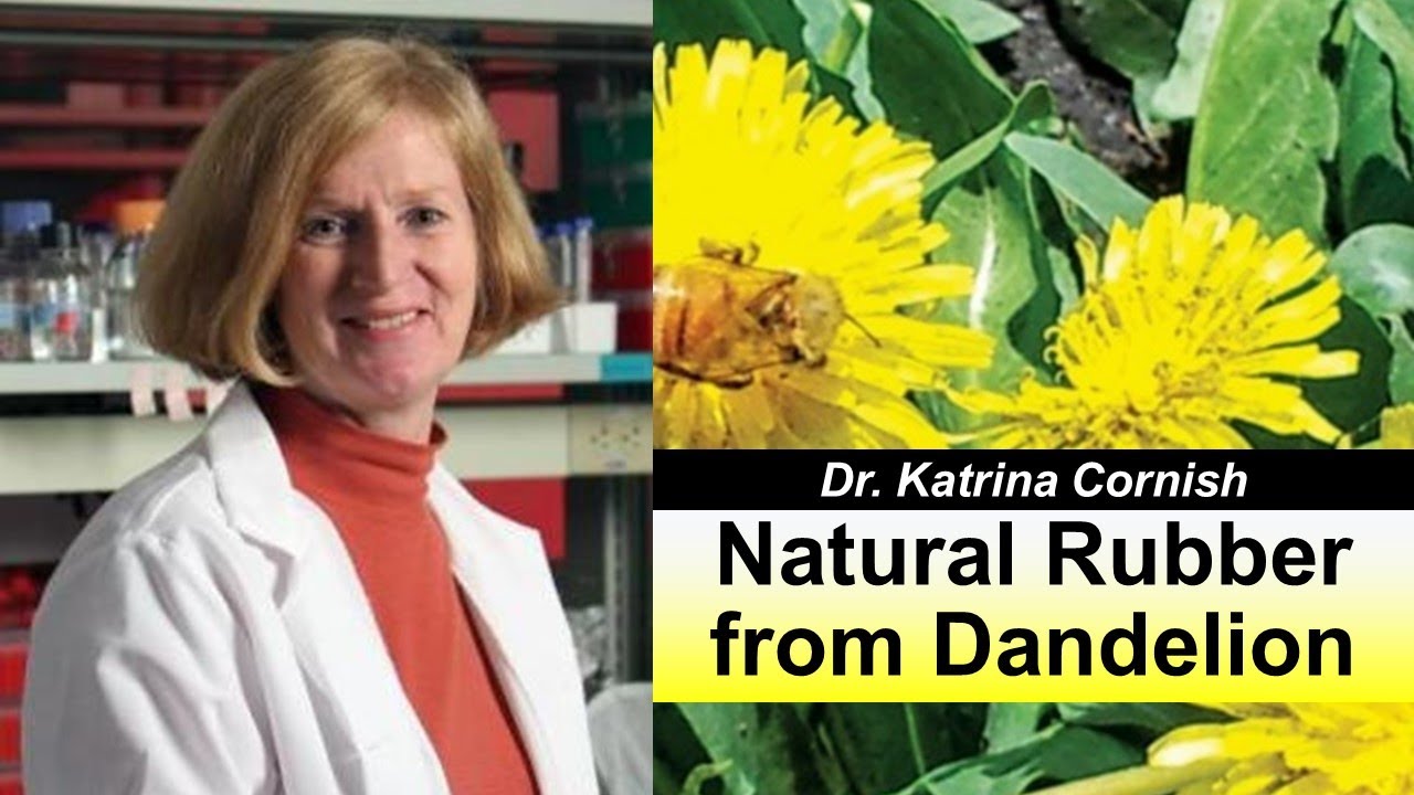 Natural Rubber from Dandelion (Dr. Katrina Cornish, Ohio State ...