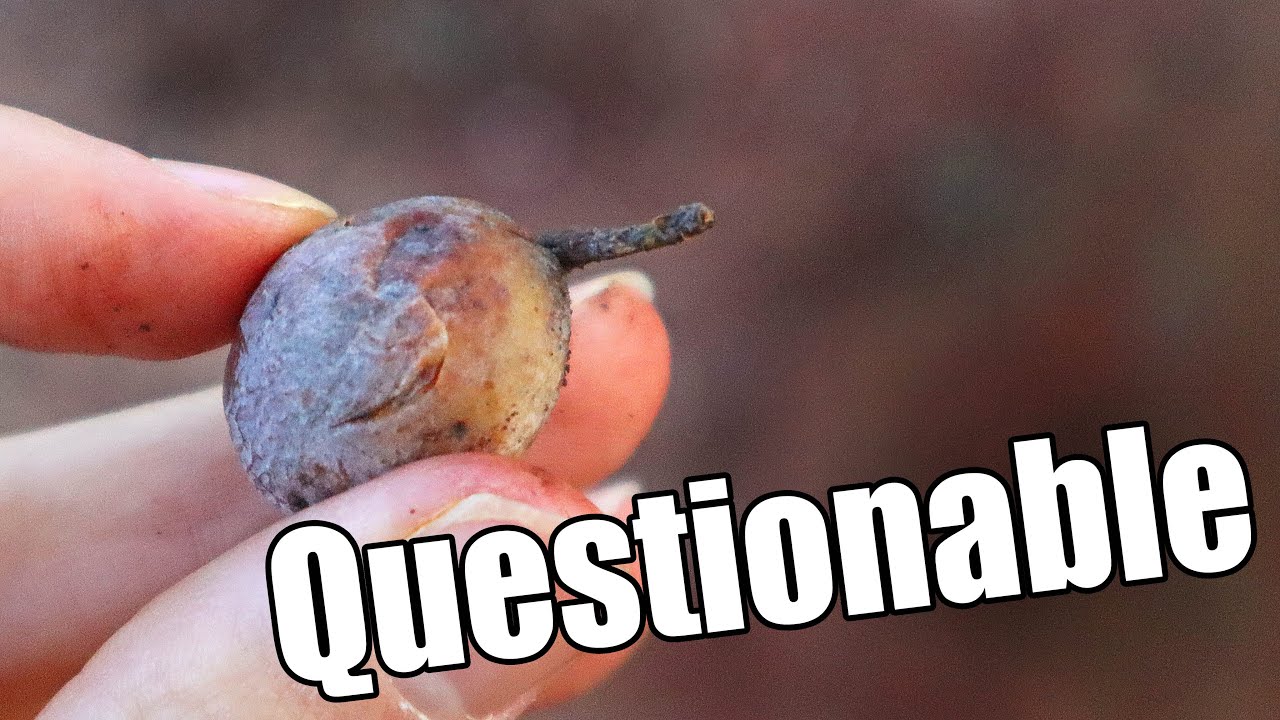 Tasting Questionable Fruit in Kenya - Weird Fruit Explorer - YouTube