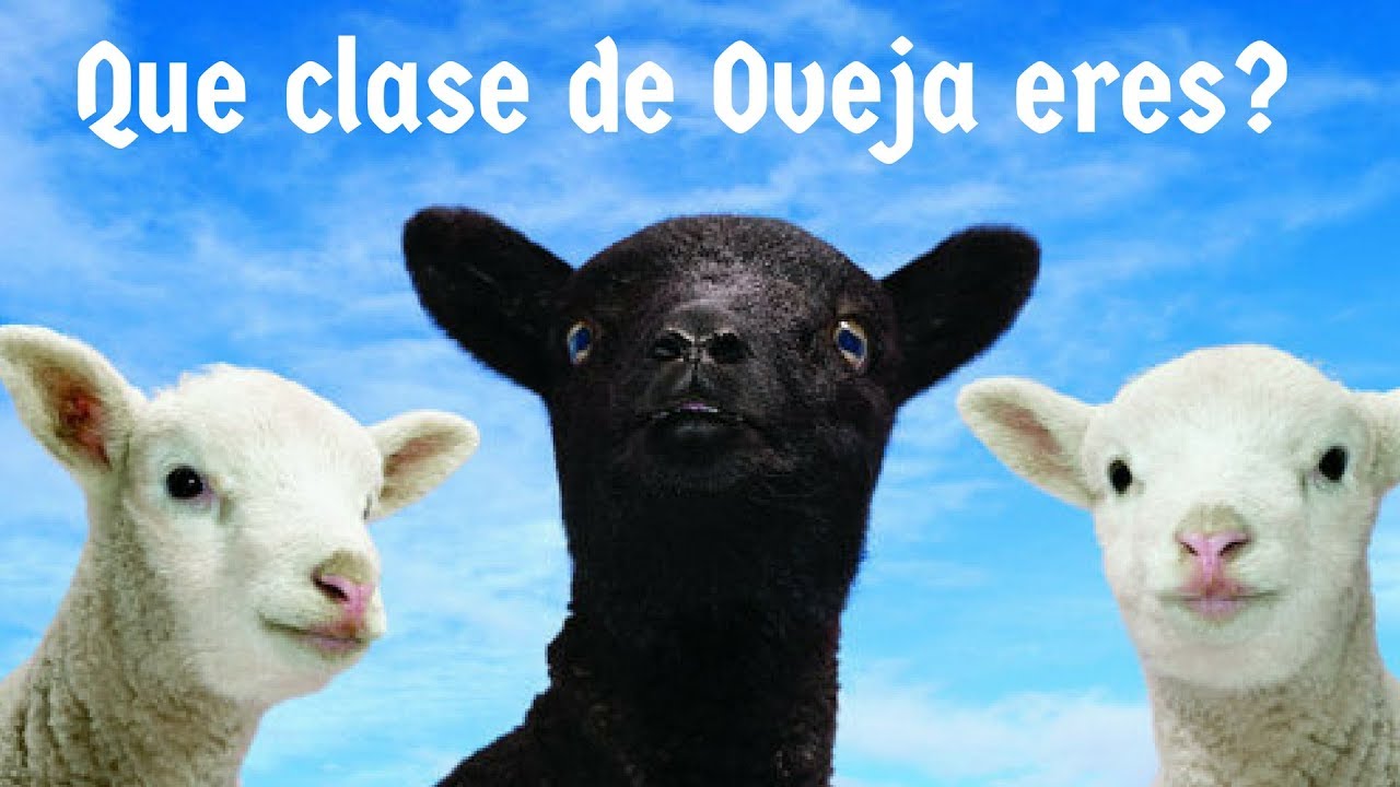 Que Clase de Oveja Eres? - YouTube