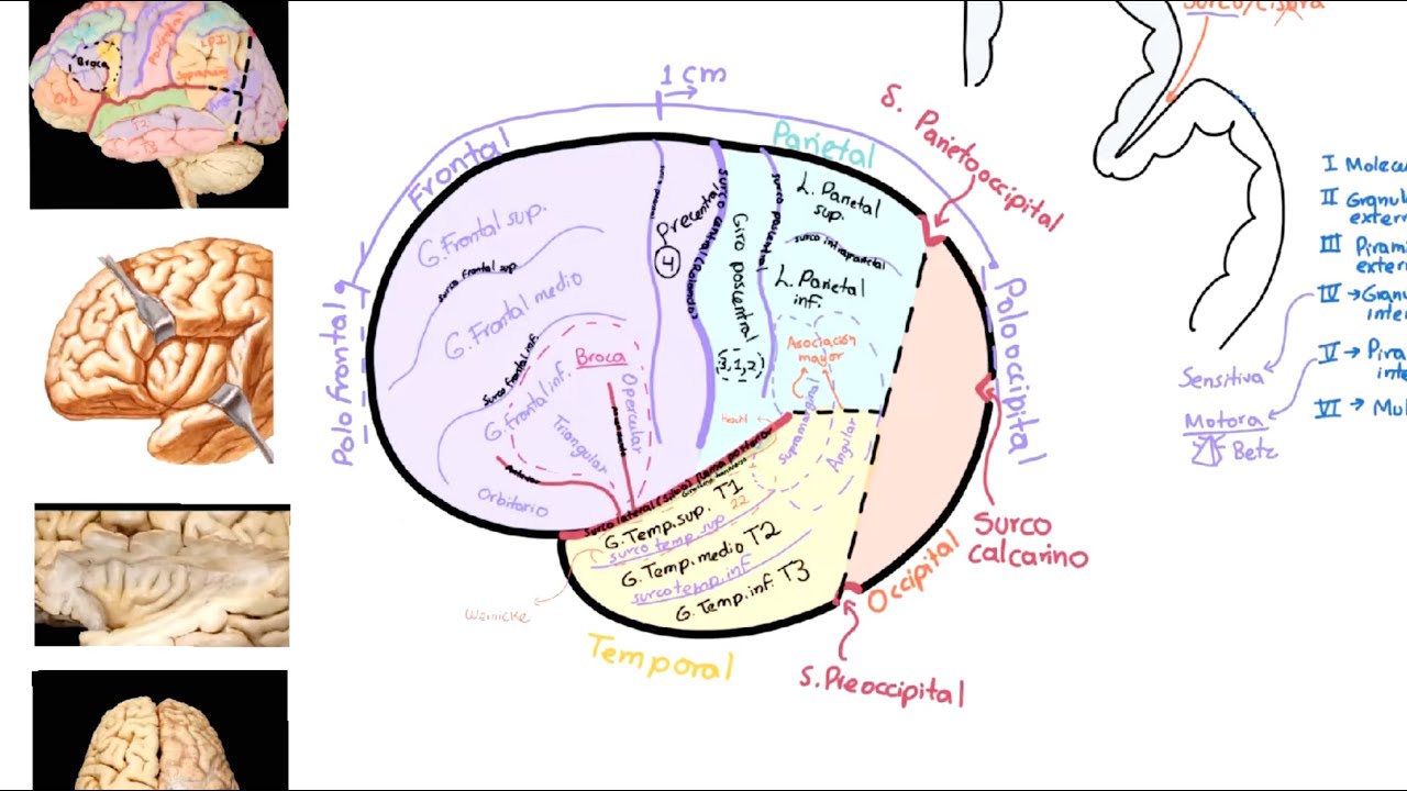 Neuroanatomía: Giros y surcos. Completo - YouTube