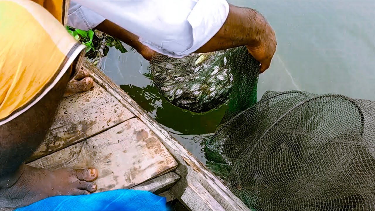 জোয়ারের পানিতে চায়না জাল দিয়ে অসাধারণ মাছ ধরা | Method of fishing ...