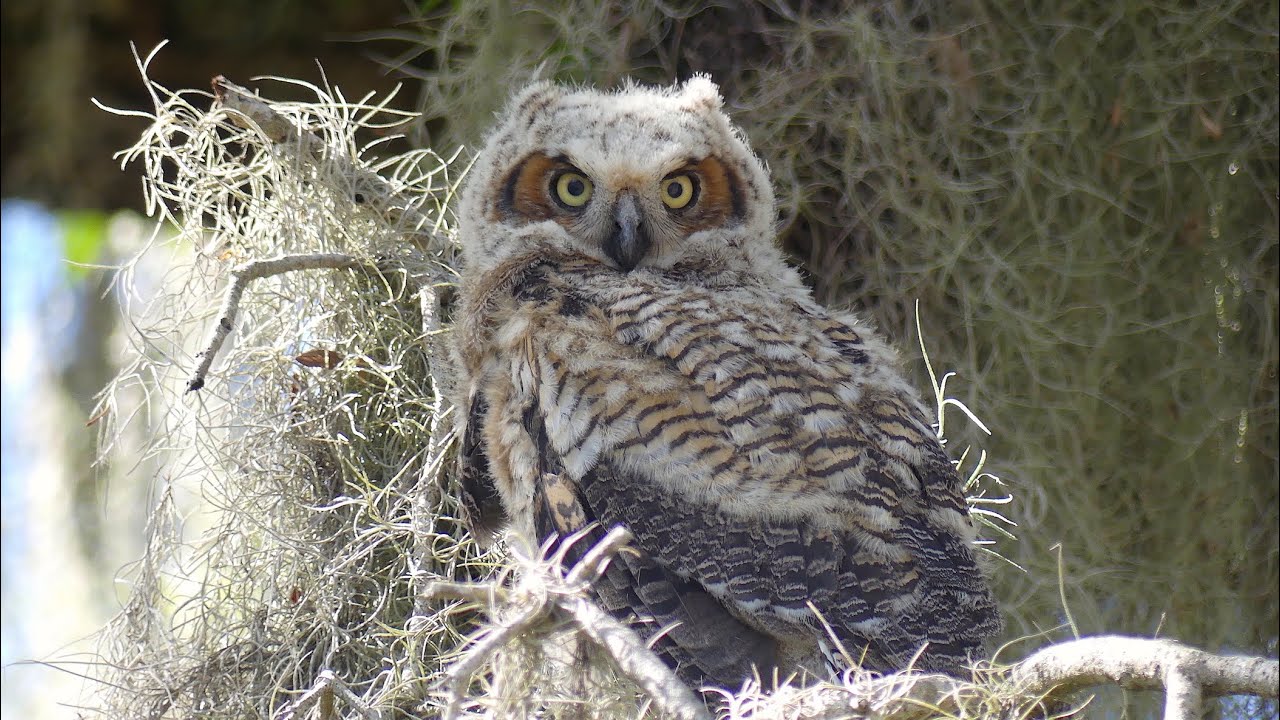 Great Horned Owl Baby Recovers After Fall From Tree - YouTube