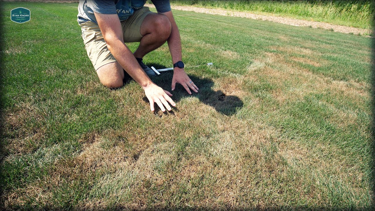 My Lawn Is BURNING UP Fungus Issues Overseed And Shade Plot My Lawn Is BURNING UP Fungus Issues Overseed And Shade Plot