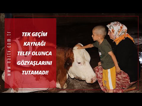 TEK GEÇİM KAYNAĞI TELEF OLUNCA GÖZYAŞLARINI TUTAMADI!