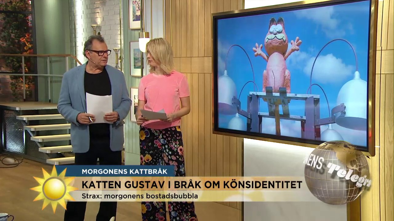 Katten Gustav i blåsväder om sin könsidentitet - Nyhetsmorgon (TV4 ...