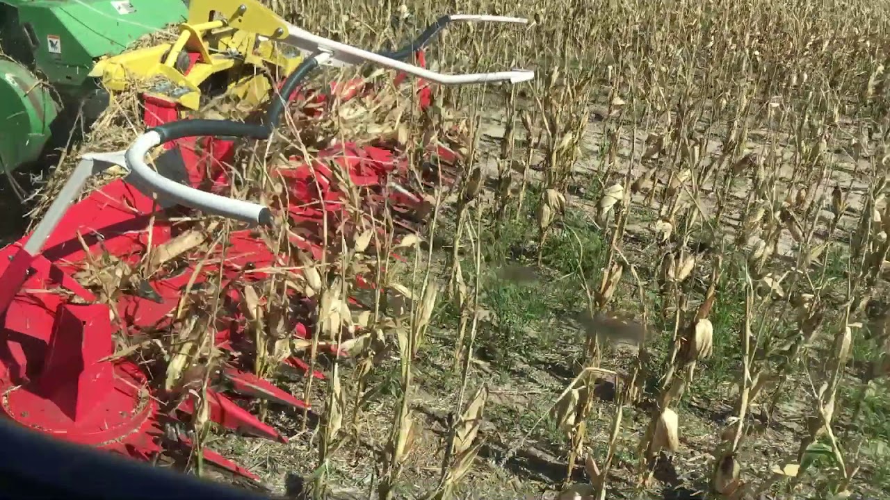 Chopping hailed on corn - YouTube