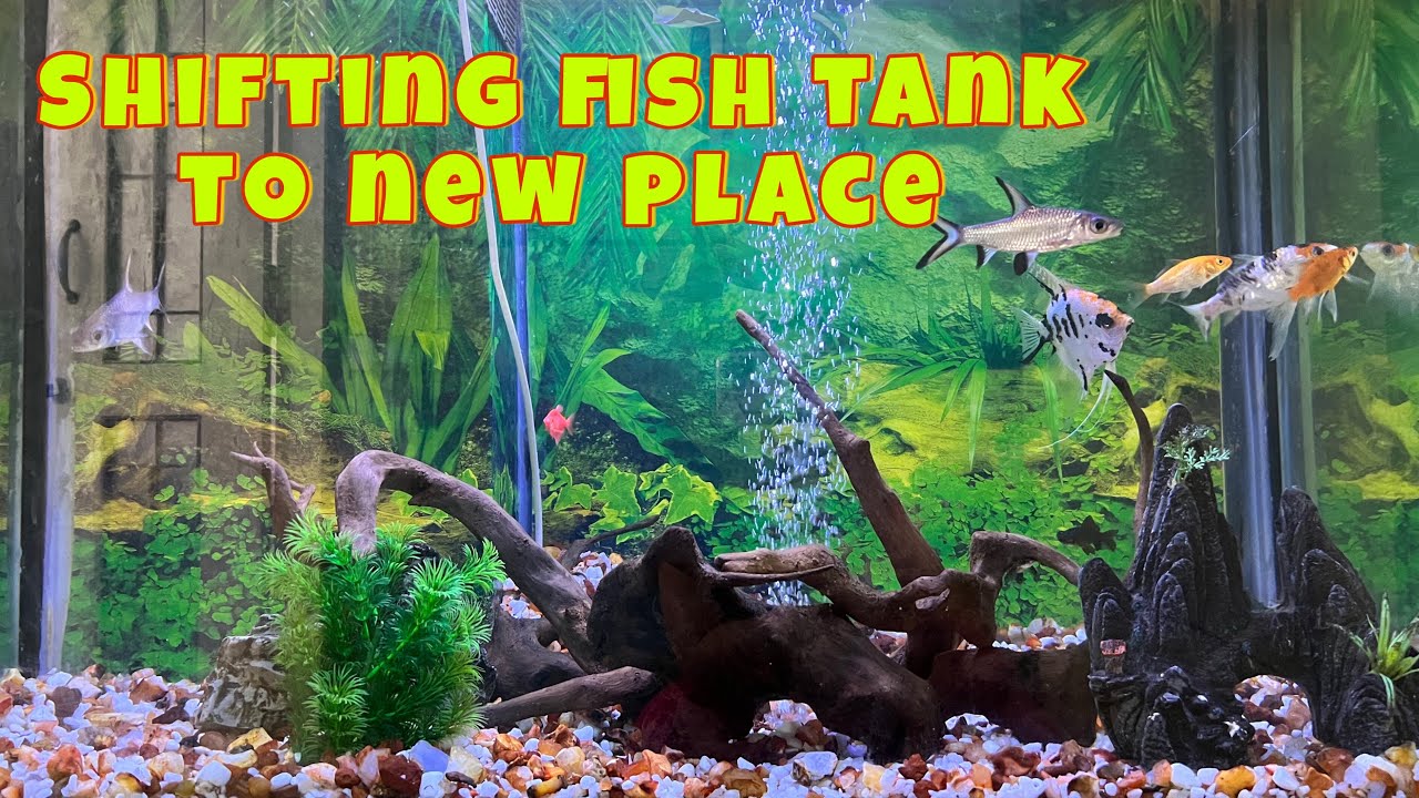 Shifting fish tank #trending #viralvideo #fish #fyp #love #new # ...