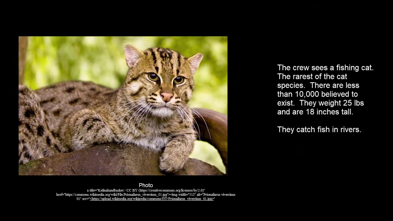 Extinct or Alive The Javan Tiger - YouTube