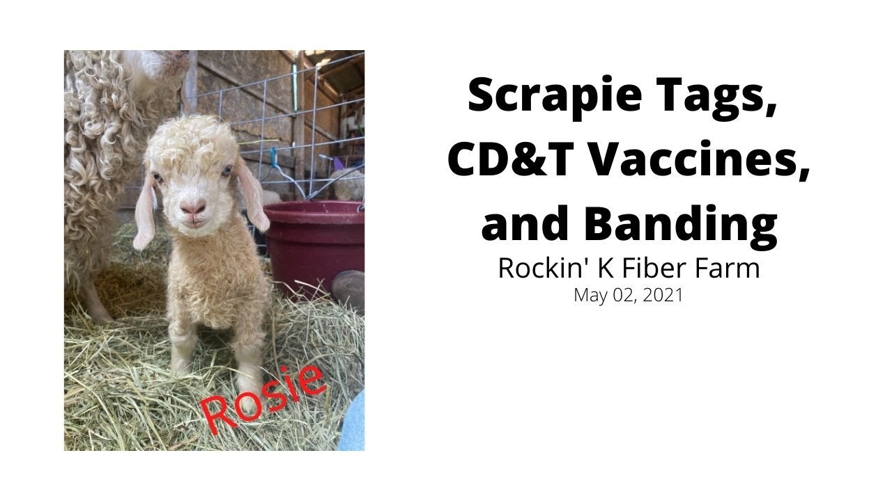 Scrapie Tags, CD&T, Banding - YouTube