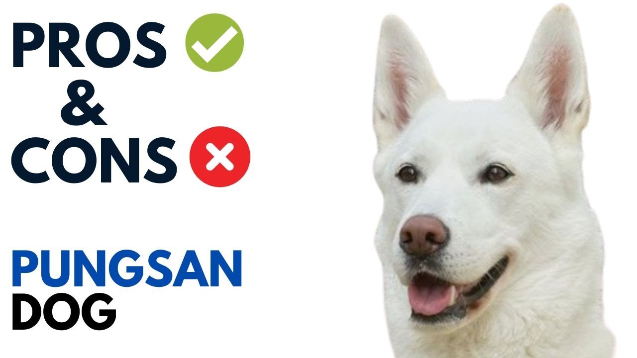 Pungsan Dog Pros and Cons | 풍산개 Korean Phungsan Advantages and ...