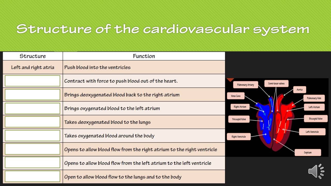 Anatomy and physiology Lesson 1 - The Heart - YouTube