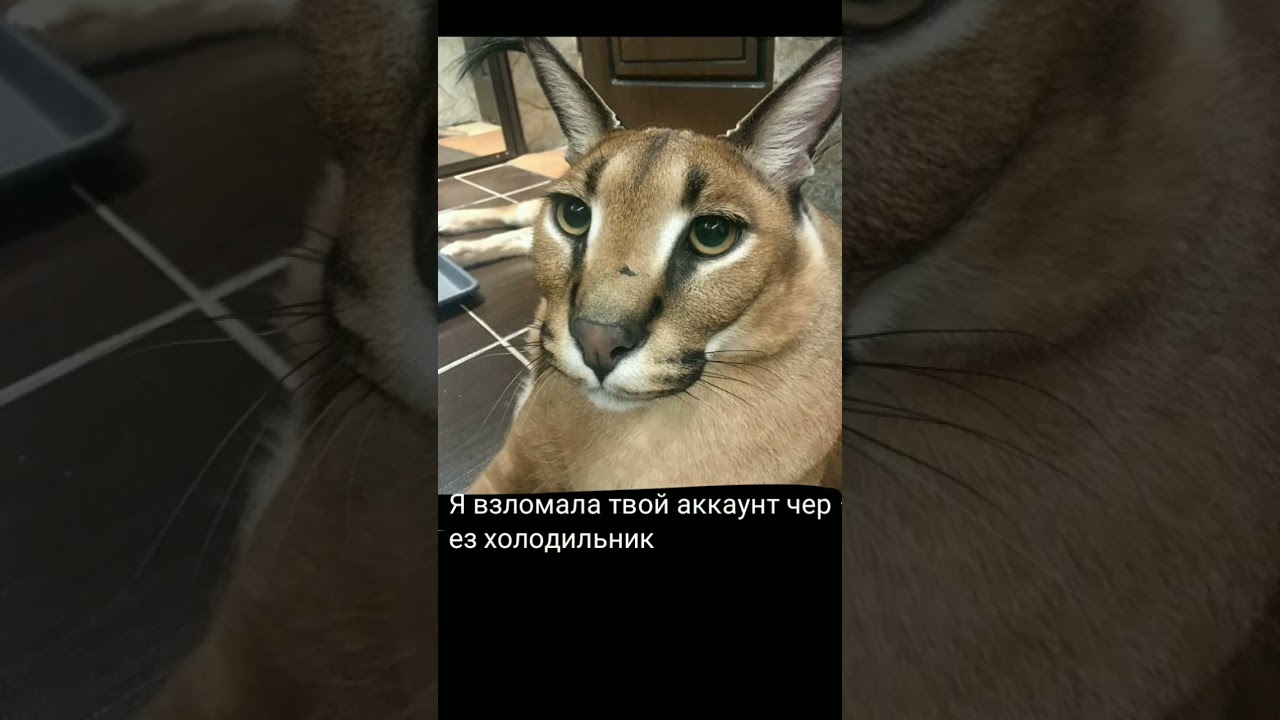 Шлёпа мем 9 - YouTube