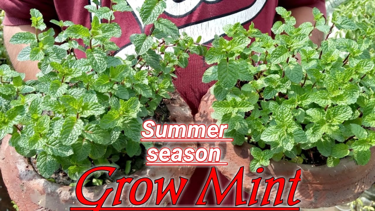 Grow Summer Season Mint At Home/pudina kaise ugaye/best mint growing ...