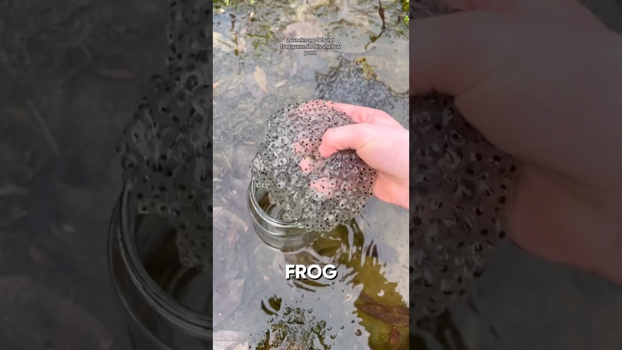 0 to 100 Frogs: Mind-Blowing Metamorphosis - YouTube