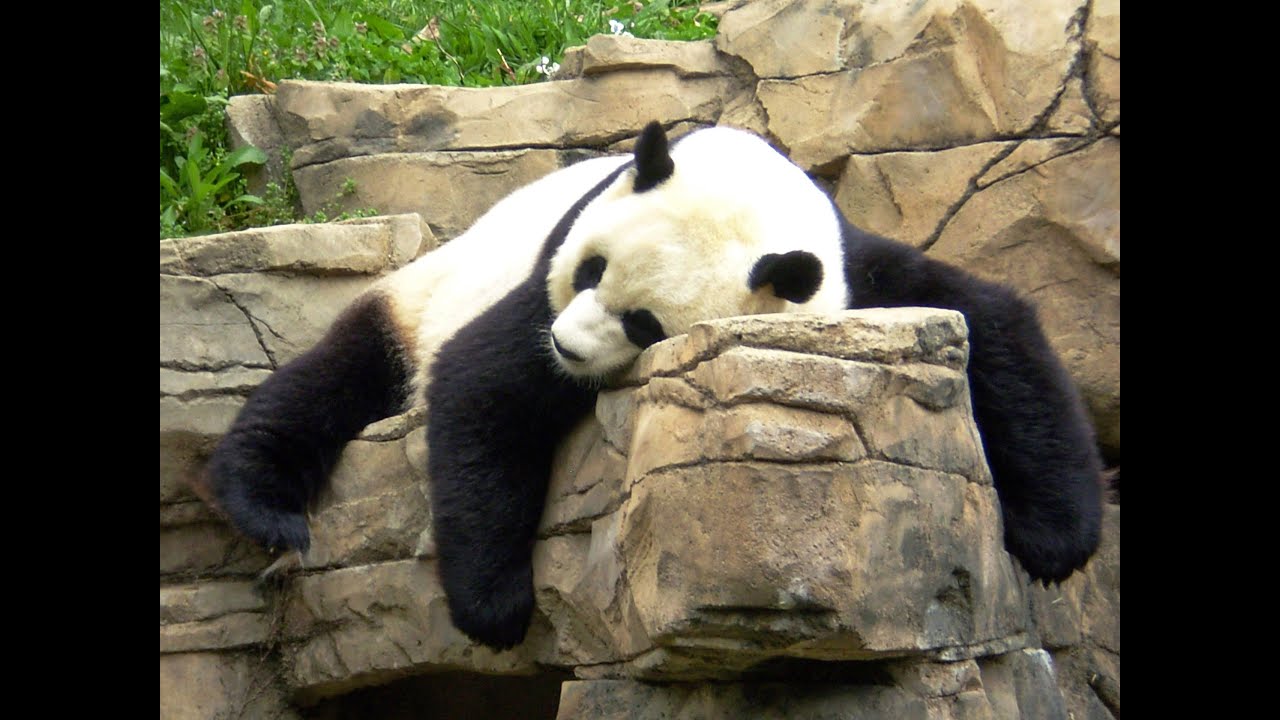 Tattarrattat | The Palindrome Song | Song A Day #1911 - YouTube