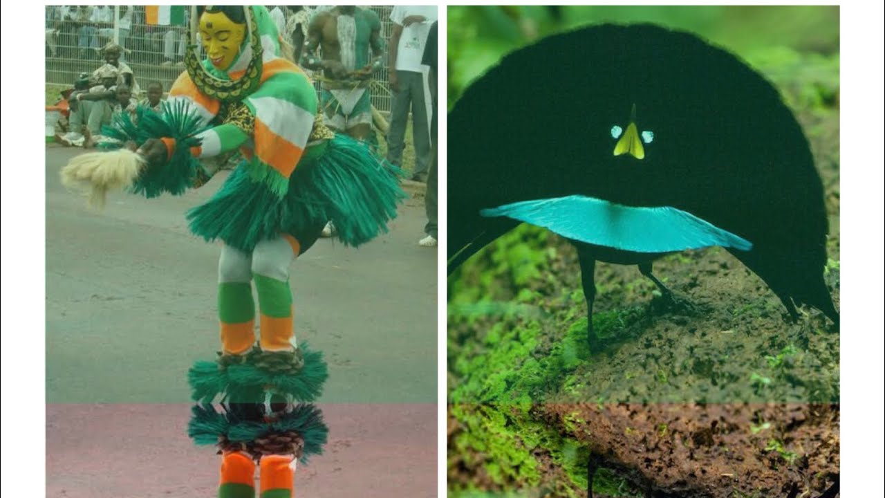African Dance Vs Bird Dance - YouTube
