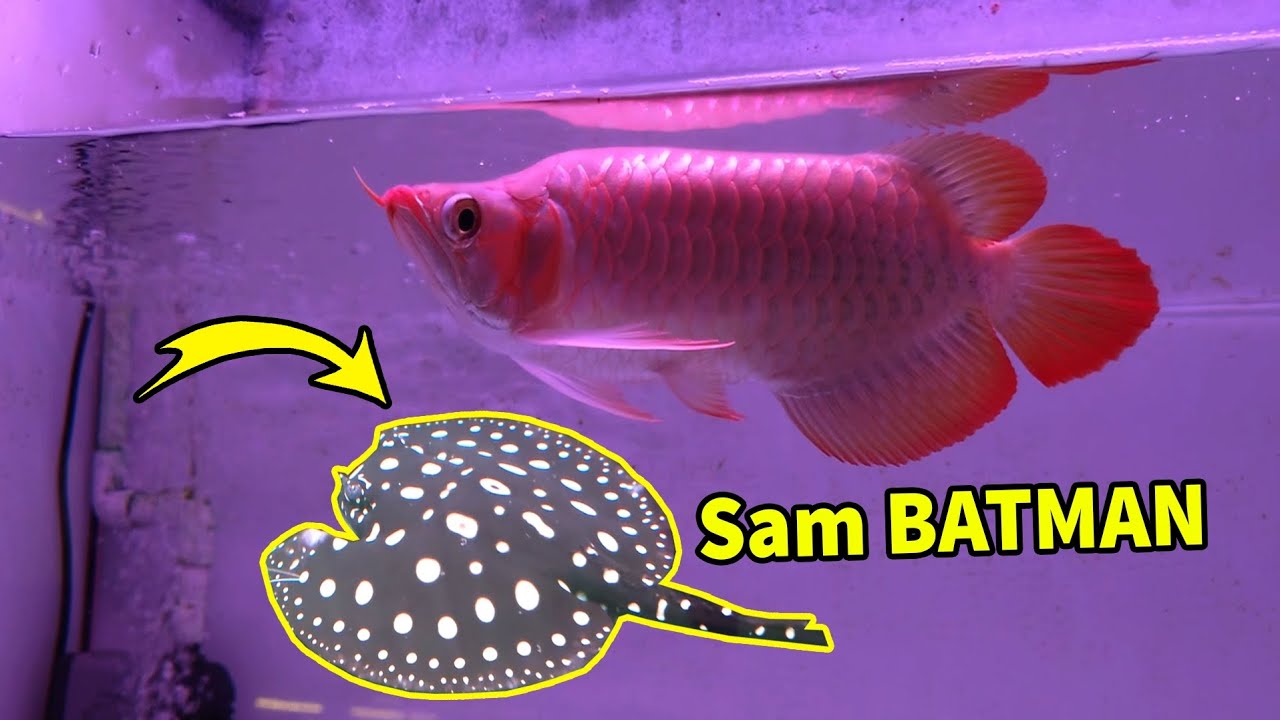 Review Siêu Phẩm Sam Batman Cực Hiếm, Lên Nhiều Mẫu Huyết Long Mới Về Lúa Êm | Rồng Cần Thơ ...