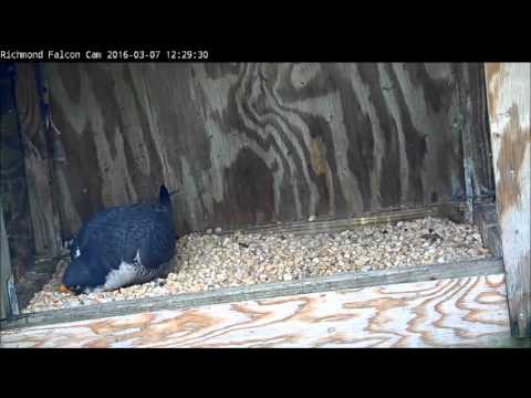 Richmond Peregrine Falcons: Male maintains a scrape - YouTube