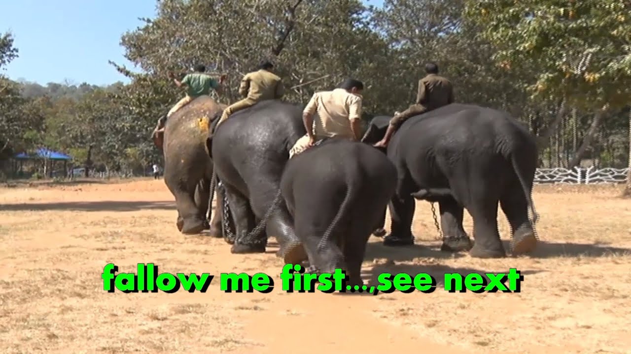 !! Just fallow me !! elephant Ranga and Team- a memory - YouTube