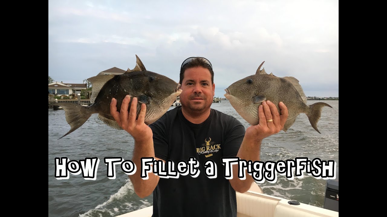 How To Fillet a Triggerfish THE EASY WAY!! - YouTube