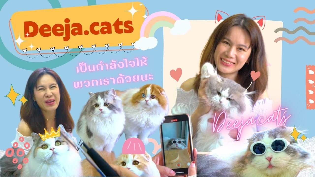 เรื่องวุ่นๆ ของเจ้าเหมียวจอมจุ้น deeja.cat I Pet Star 4 ขาติดดาว - YouTube