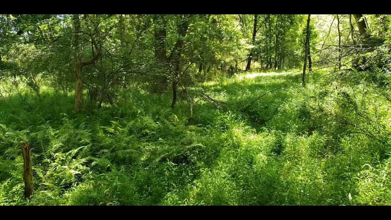 A minute of Meadow Sounds - YouTube