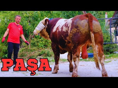 PAŞANIN SON DURUMU HAYVAN PAZARLIKLARI BAHÇE İŞLERİ