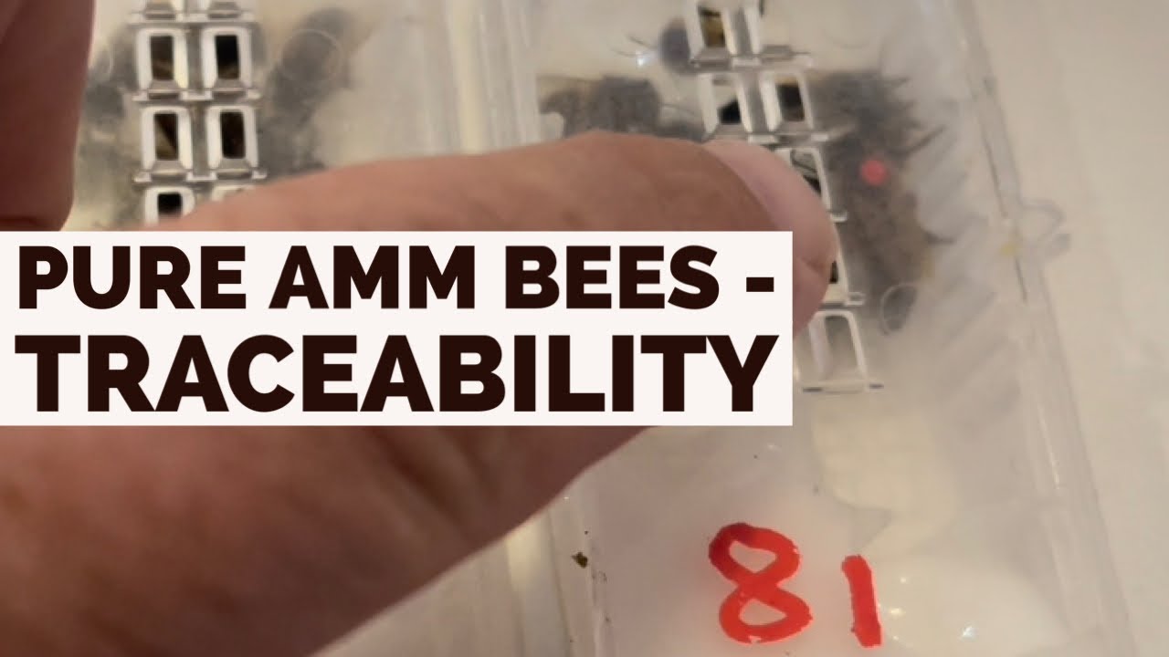 Our pure AMM Bees - here’s how I know they are. Buckfast vs AMM - Which ...