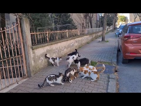 Dişi Kediyi Kovalayan 8 Azgın Erkek Kedi Dişiyi Parçalayacaklar 😉😉