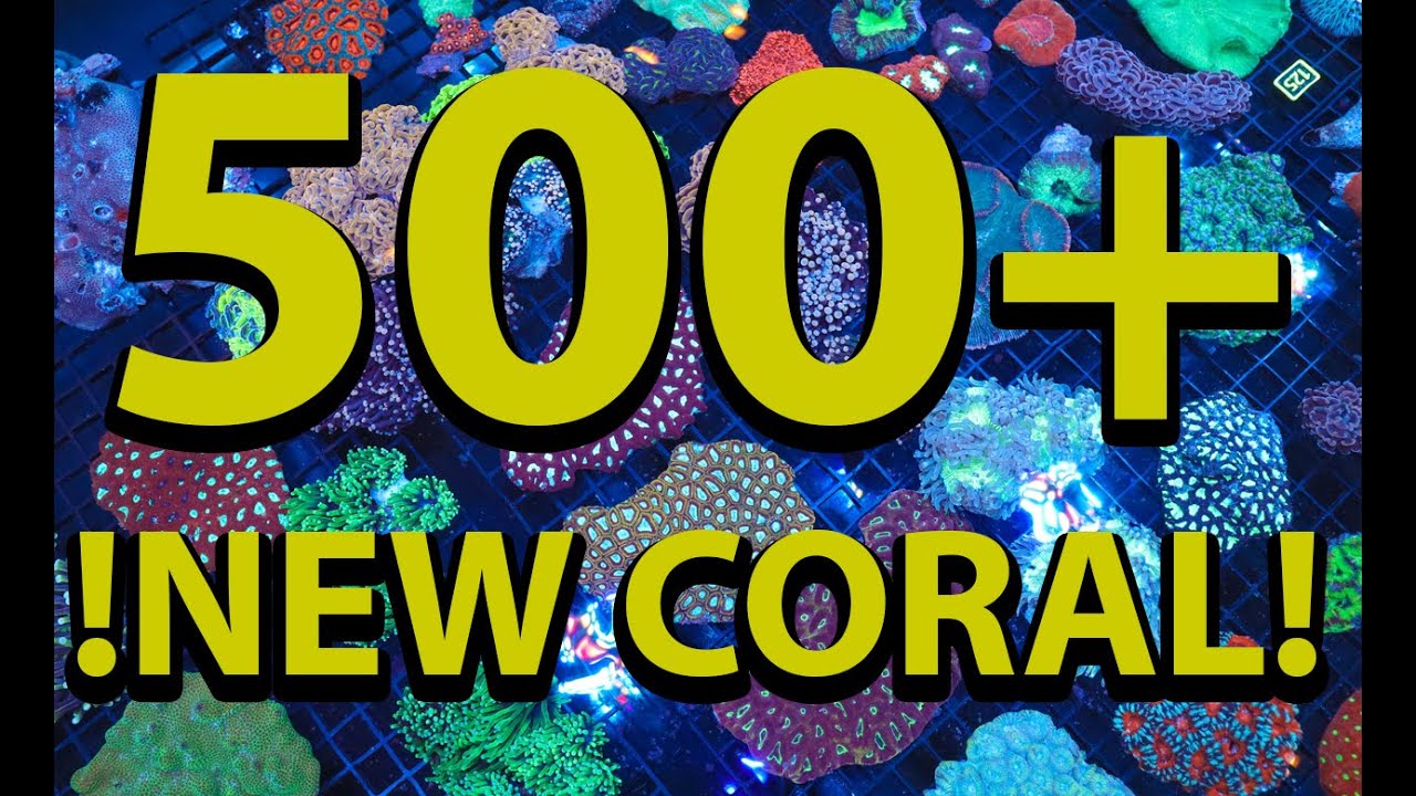 500 NEW SALT WATER CORALS ! \\ New Aussie Shipment - YouTube