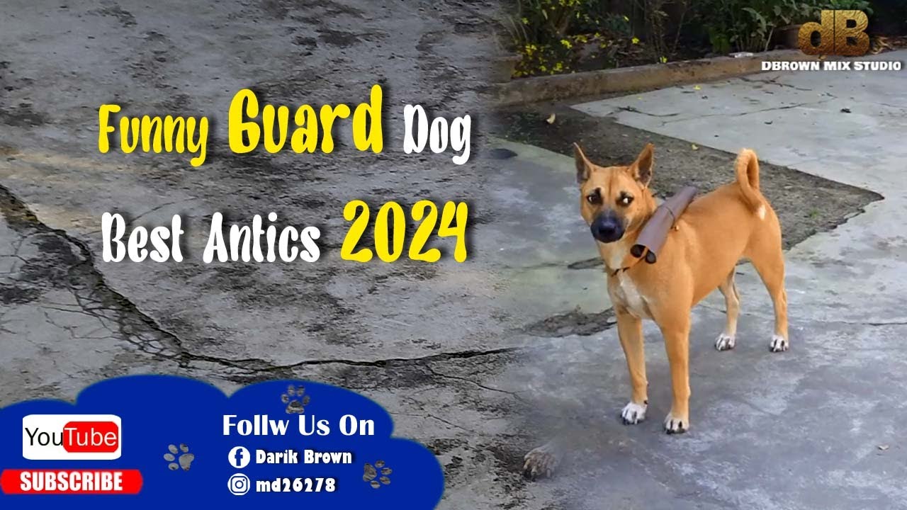 Funny Guard Dog l Best Antics 2024 - YouTube