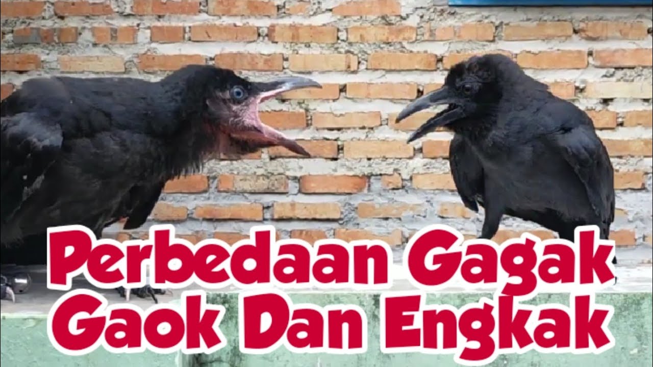 Perbedaan body gagak gaok dan gagak engkak - YouTube