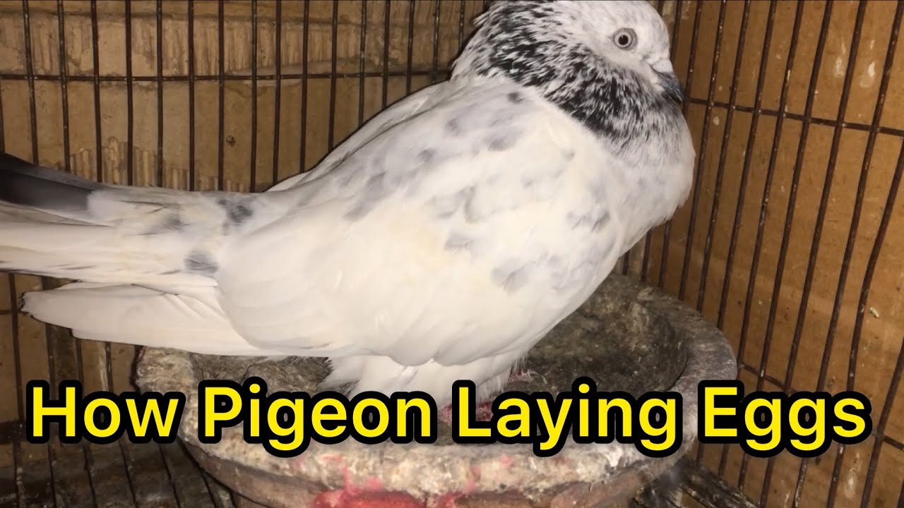 Pigeon Laying Eggs In House Good Or Bad at Kevin Tejeda blog