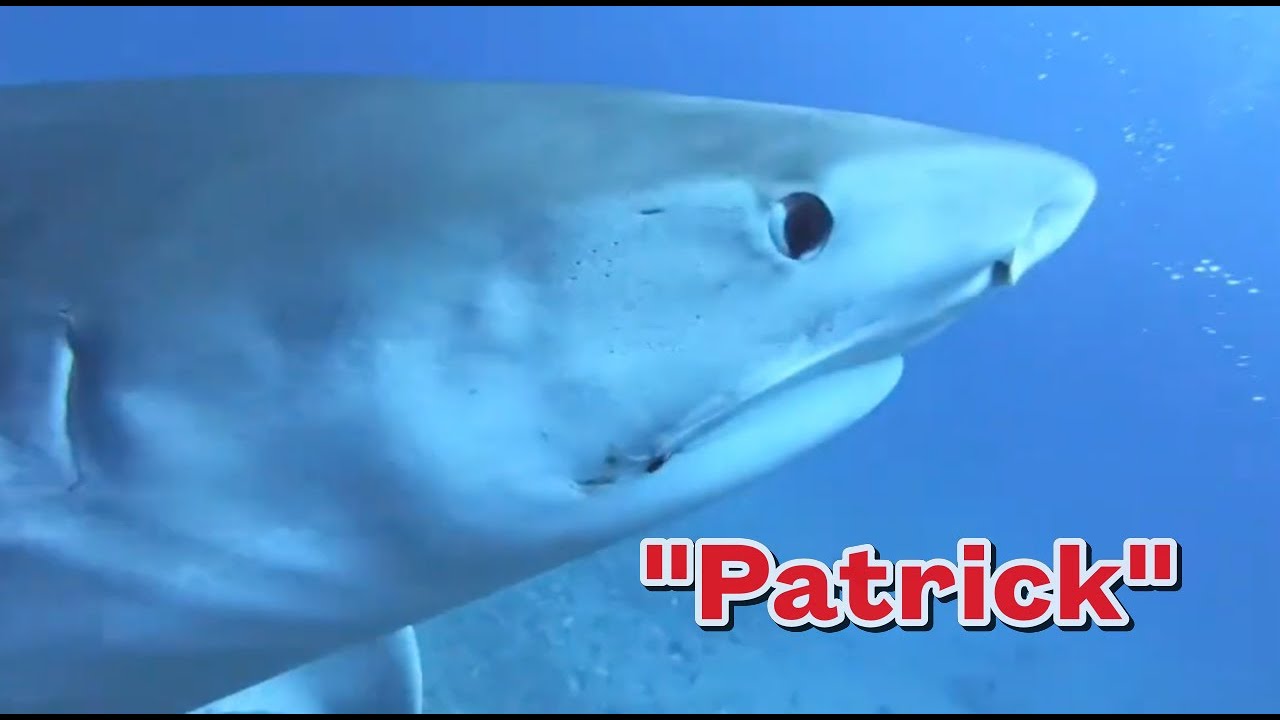 Patrick - The Tiger Shark - YouTube