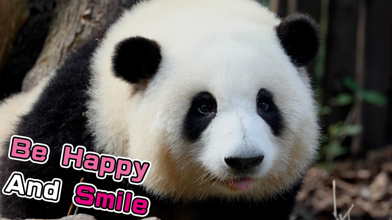 Smile At Life With Pandas | iPanda - YouTube