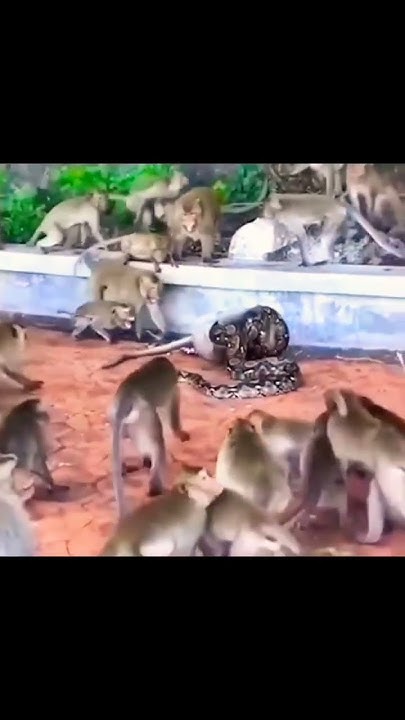 Monkeys rescue their follows from python #Angkorwat?#animals#Shorts ...