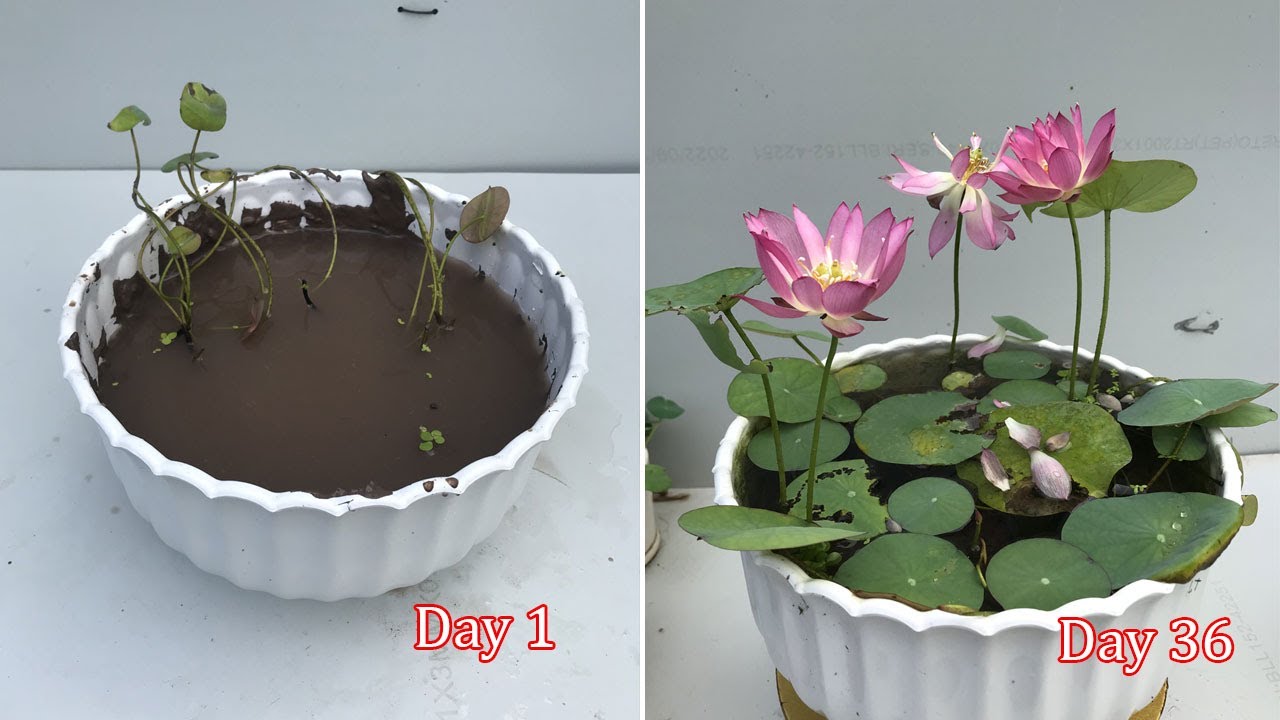 How to grow micro lotus at home for beginners, fast and easy - YouTube