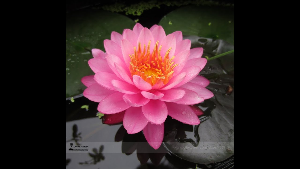 Lotusblumen züchten 😂Lottii - YouTube