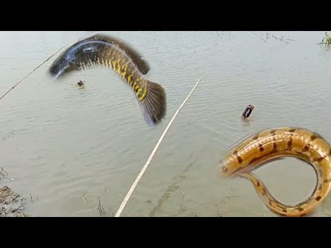 borsi traps and fishing - YouTube