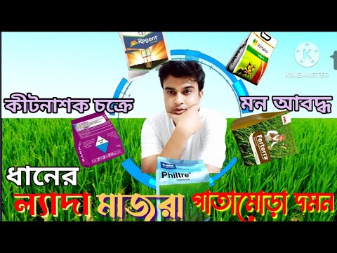 ধানের মাজরা লেদা পোকার সেরা কীটনাশক|Insecticide syngenta Virtako ...