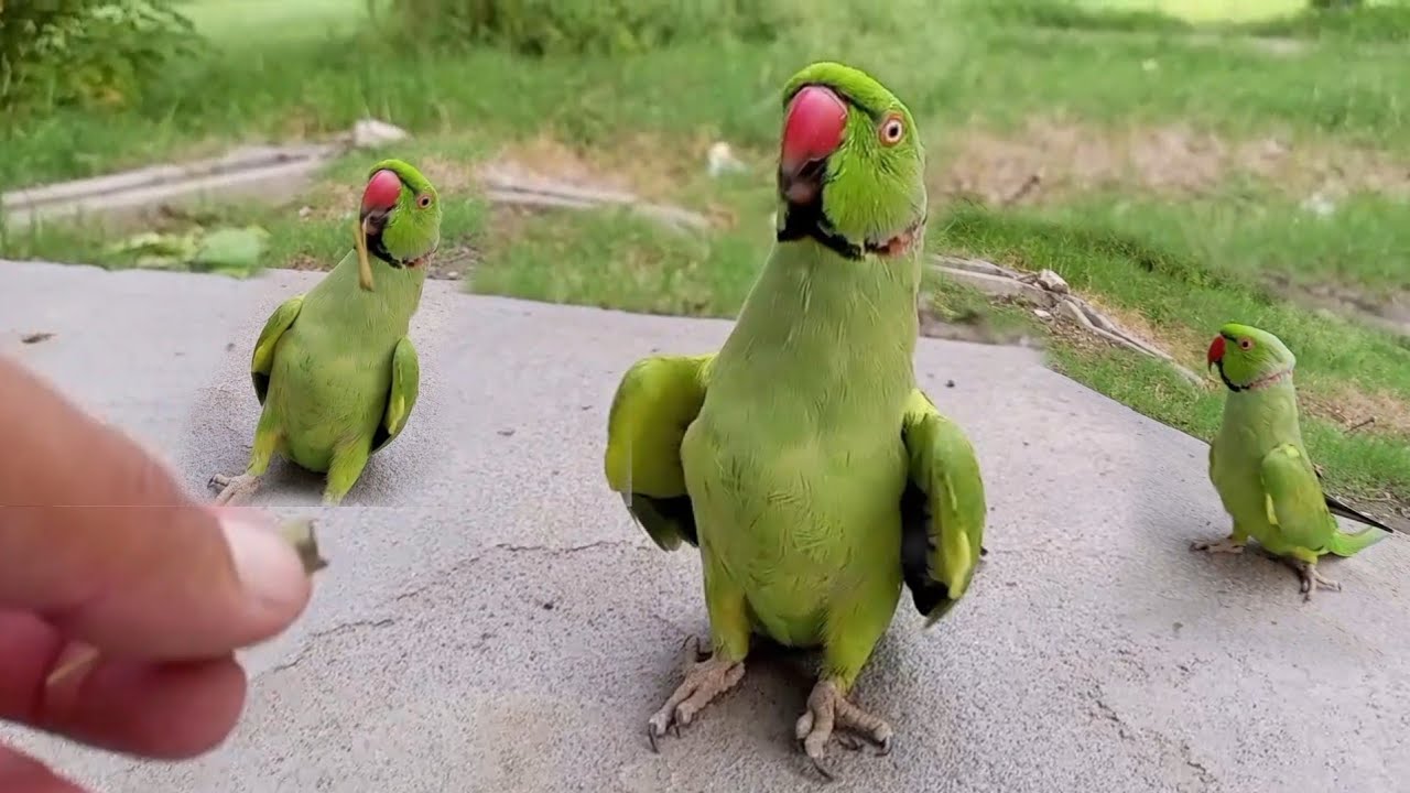 Parrots Fun With owner 💕💕| Beautiful Parrots - YouTube